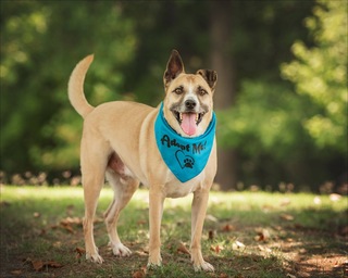 Operation Paws for Homes | Our Dogs