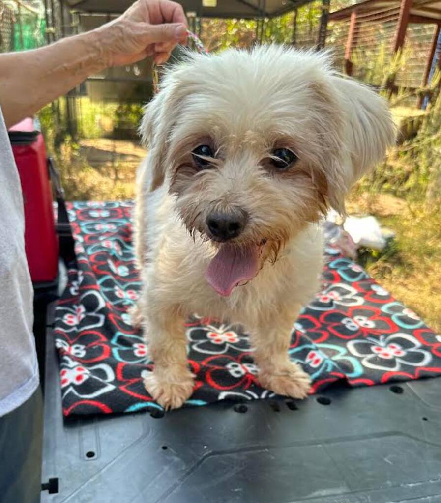 Cairn Terrier Maltese Mix Puppies