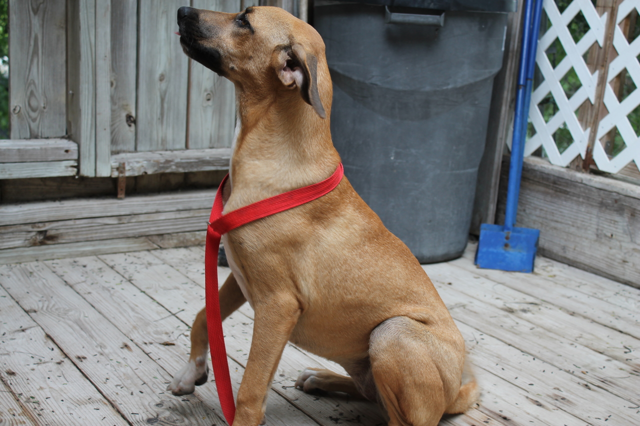 Do Potcake Dogs Shed