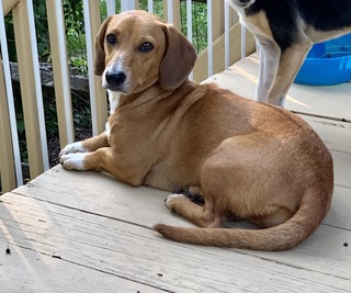 Operation Paws for Homes | Our Dogs