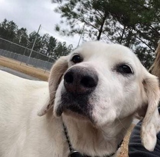 Operation Paws for Homes | Our Dogs