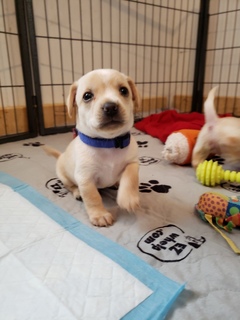 Operation Paws for Homes | Our Dogs