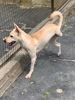 Operation Paws for Homes | Our Dogs